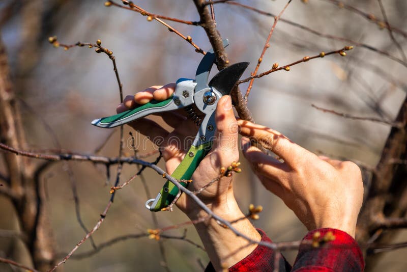 Pruning and Cutting Branches on Fruit Tree - Spring Work Stock Image ...
