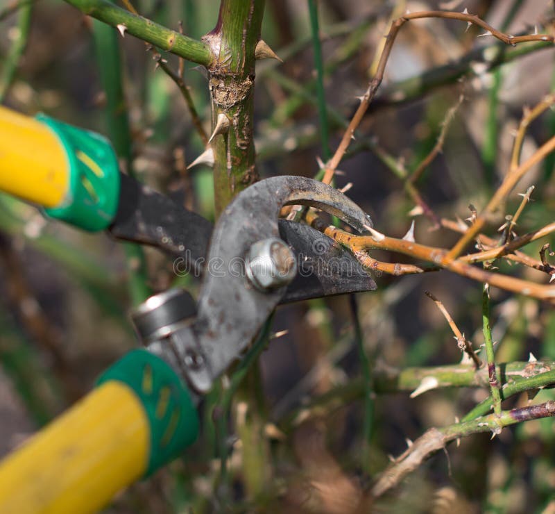 Scale insects stock photo. Image of branch, lemon, carminic - 32330096