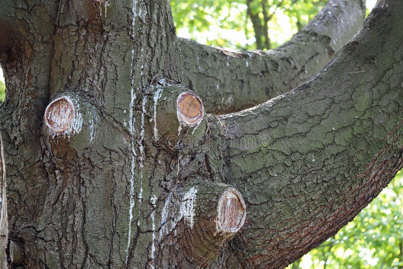 Pruning Dry Tree Branches, Plant Care. the Resin Flows Down the Tree ...
