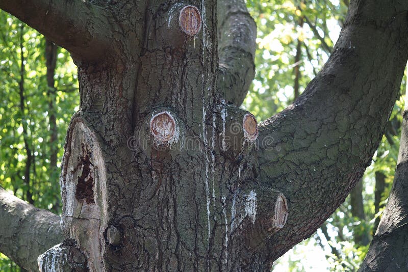 Pruning Dry Tree Branches, Plant Care. the Resin Flows Down the Tree ...