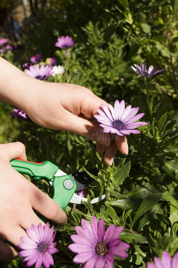 Woman pruning a flower stock photo. Image of seasonal - 31263290