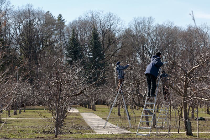 Pruning an Fruit Tree. Cutting Branches at Spring Editorial Image ...