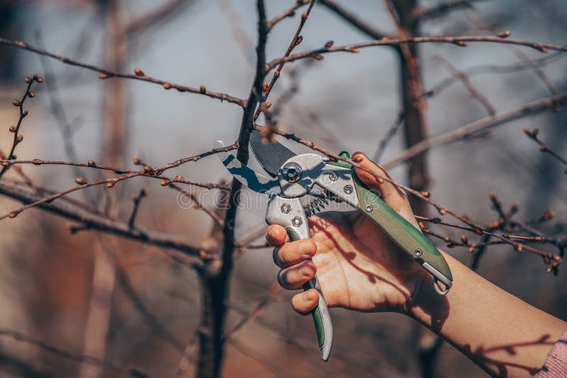 Pruning Fruit Tree - Cutting Branches at Spring Stock Photo - Image of ...