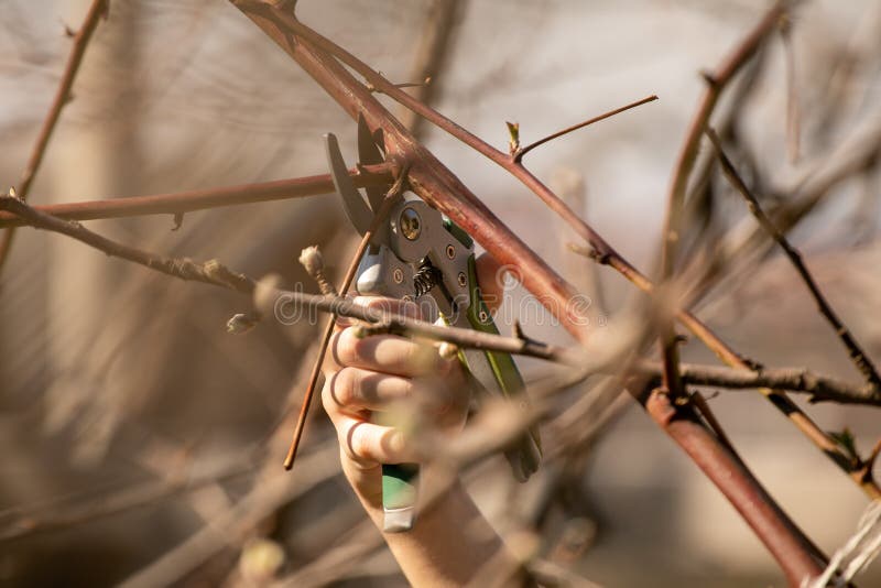 Pruning Fruit Tree - Cutting Branches at Spring Stock Image - Image of ...