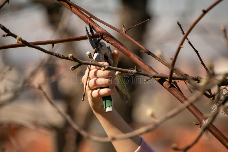 Pruning Fruit Tree - Cutting Branches at Spring Stock Photo - Image of ...
