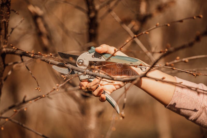 Pruning Fruit Tree - Cutting Branches at Spring Stock Photo - Image of ...