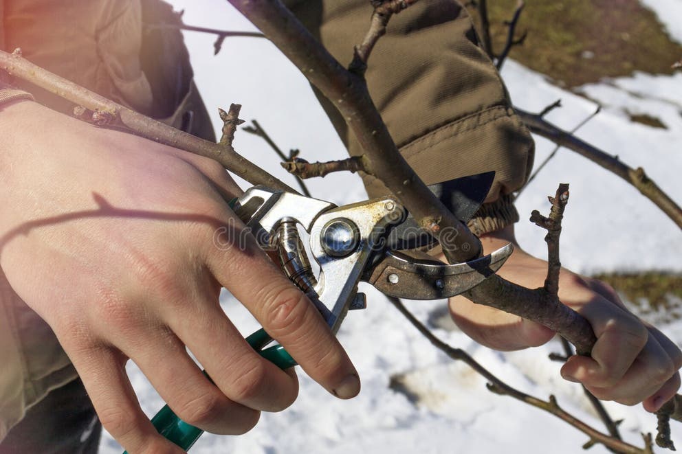 Pruning of Fruit Tree Seedlings. Pruning Young Trees in the Spring ...