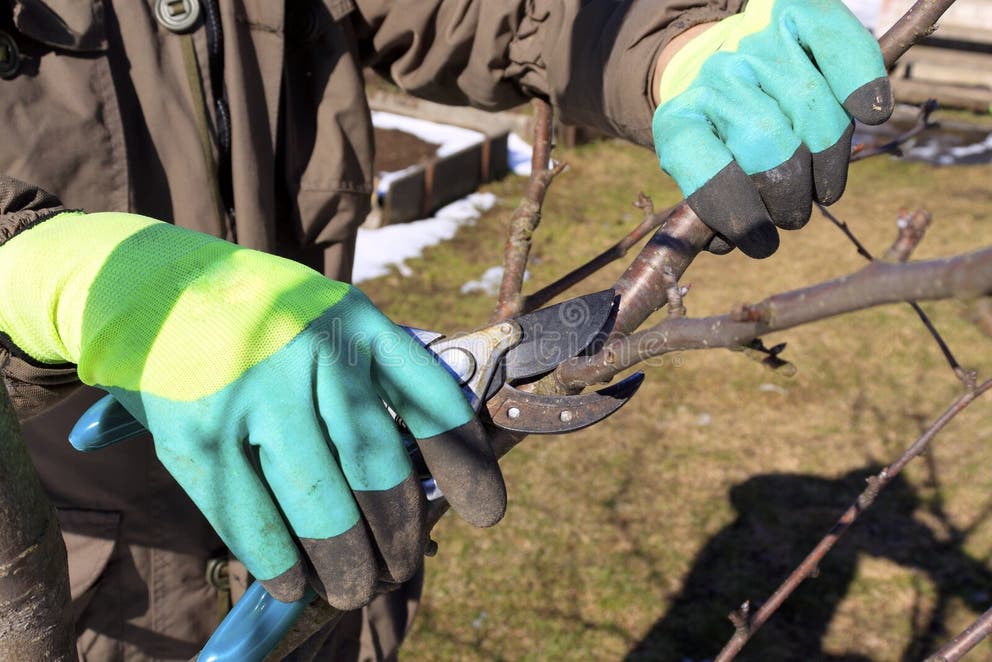 Pruning of Fruit Tree Seedlings. Pruning Young Trees in the Spring ...