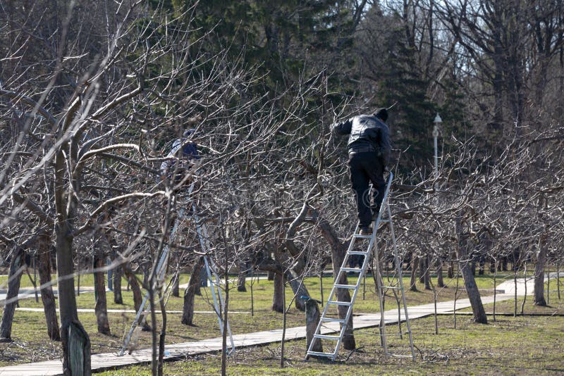 Pruning Fruit Trees in Garden Stock Image - Image of branches, pruner ...