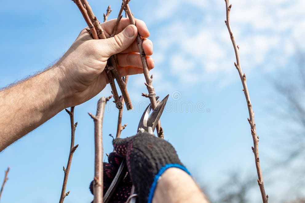 Pruning Fruit Trees in the Garden in Spring. the Gardener Cuts Off the ...