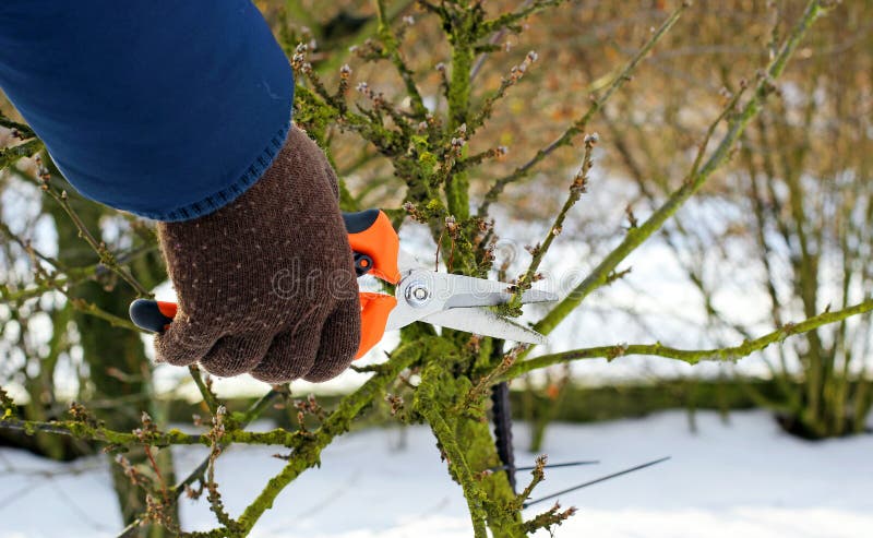 Pruning Fruit Trees by Pruning Shears Stock Image - Image of cutting ...
