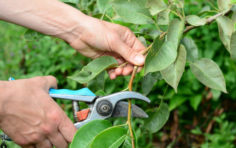 Pruning Fruit Trees in Summer. Summer Fruit Pruning Stock Image - Image ...