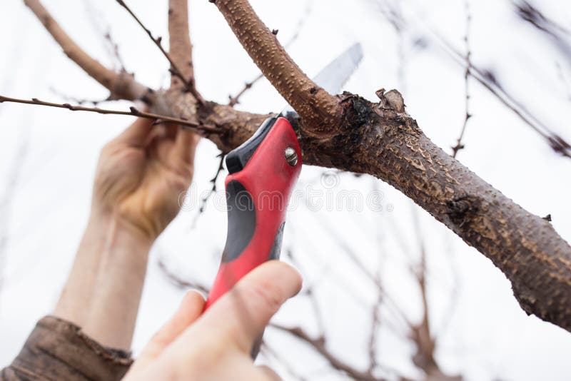 Pruning Garden with Hacksaw. Hands Cut a Tree with Saw Stock Image ...