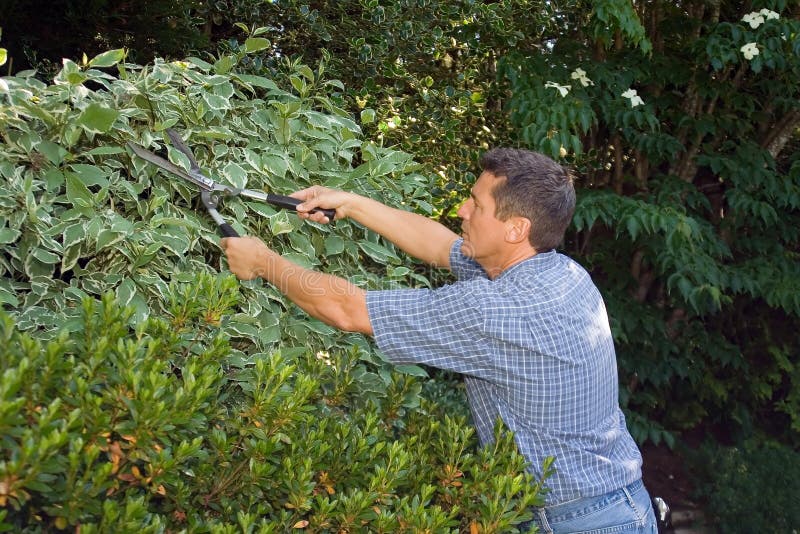 Pruning gardener stock photo. Image of gardener, adult - 916206