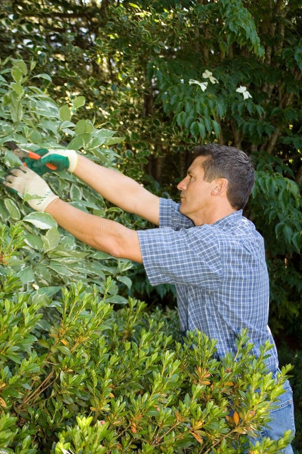 Pruning gardener stock photo. Image of gardener, adult - 916206