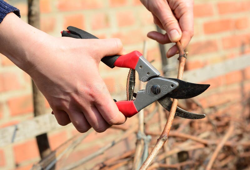 Pruning Grapevines in Early Spring for Better Yields Stock Photo ...
