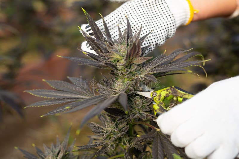Pruning the Growing Cannabis with a Pruning Shear Stock Photo - Image ...