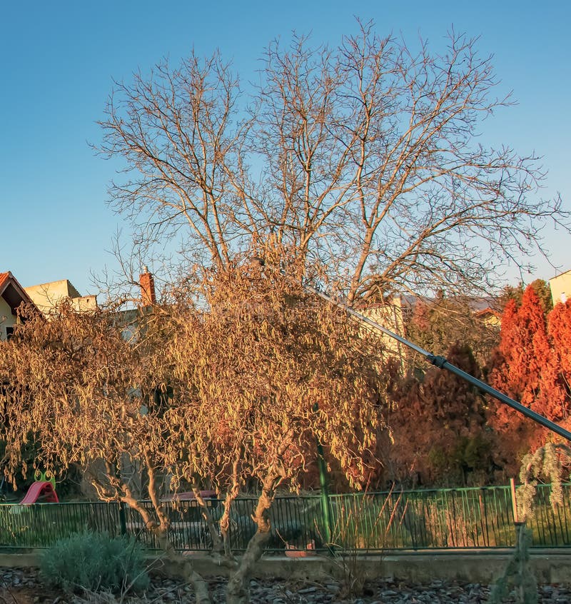 Pruning the Hazel Tree Corylus Avellana with High-altitude Pruning ...