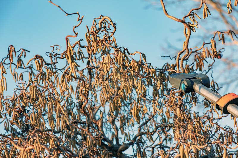 Pruning a Hazel Tree Corylus Avellana with Pruning Shears Against a ...