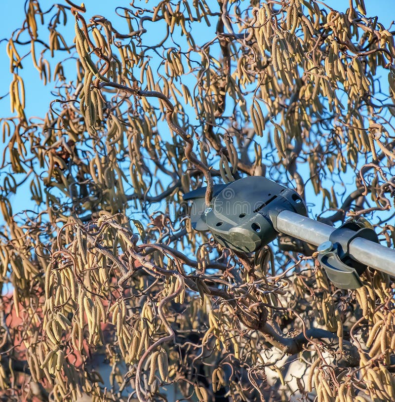 Pruning a Hazel Tree Corylus Avellana with Pruning Shears. Close-up ...