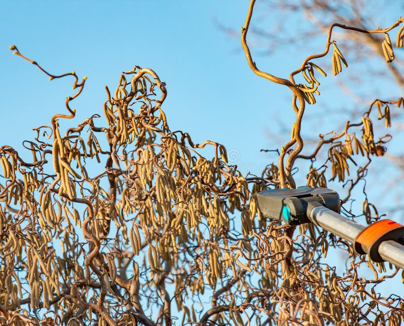 Pruning Hazel Tree Corylus Avellana with Pruning Shears. Early Spring ...