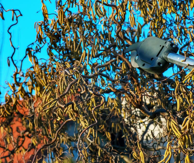 Pruning Hazel Tree Corylus Avellana Shears Blue Sky Background Stock ...