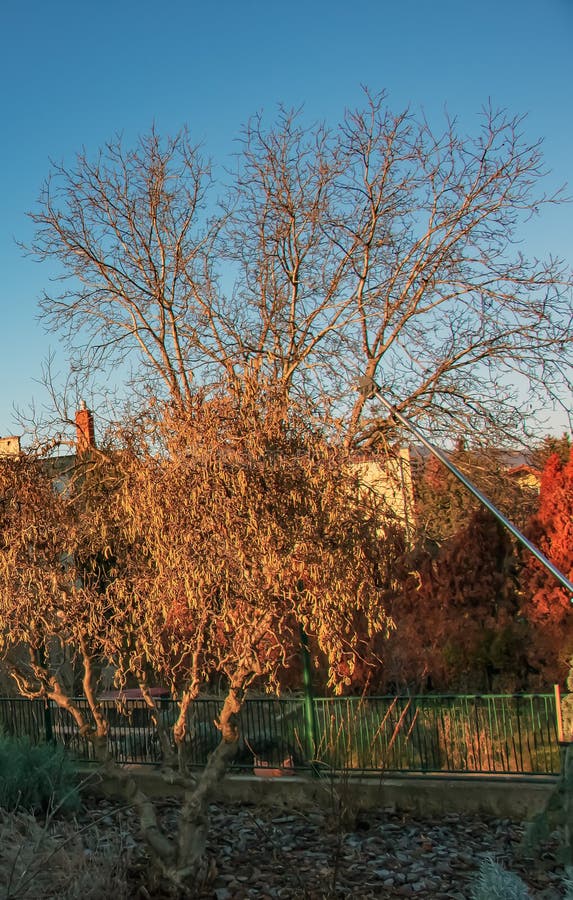 Pruning the Hazel Tree Corylus Avellana with Pruning Shears in Early ...