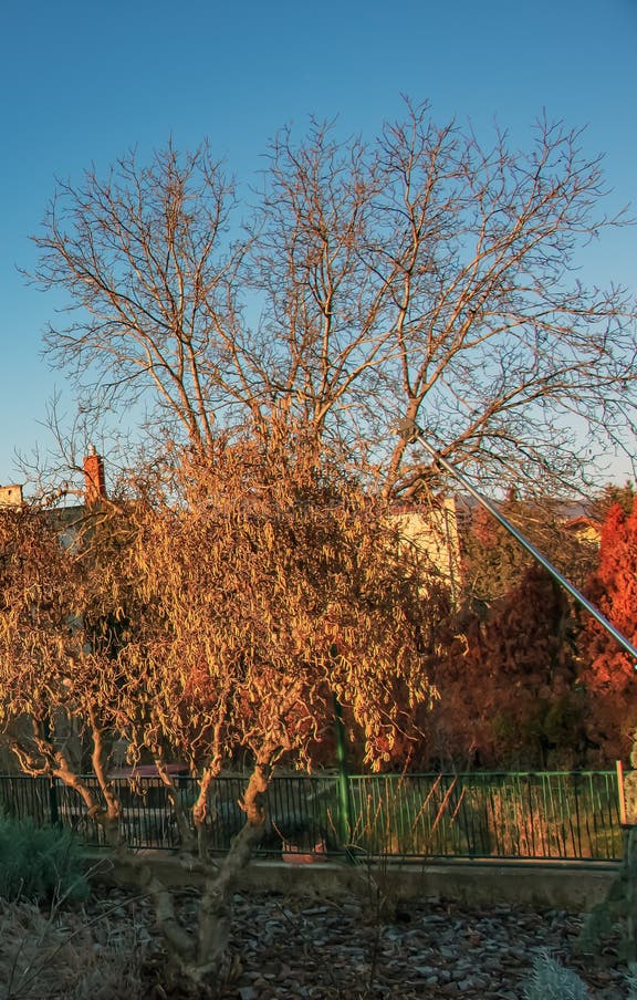 Pruning the Hazel Tree Corylus Avellana with Pruning Shears in Early ...