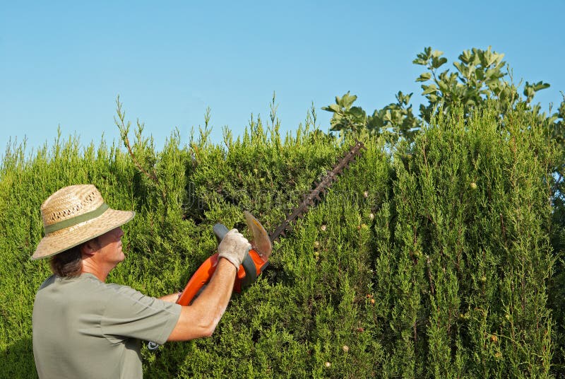 Boy pruning tree stock image. Image of wood, twig, pruner - 34380125