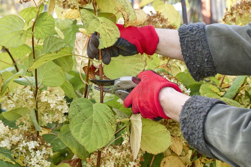 Pruning a Hydrangea Bush in the Garden. Gloved Hands and Secateurs ...
