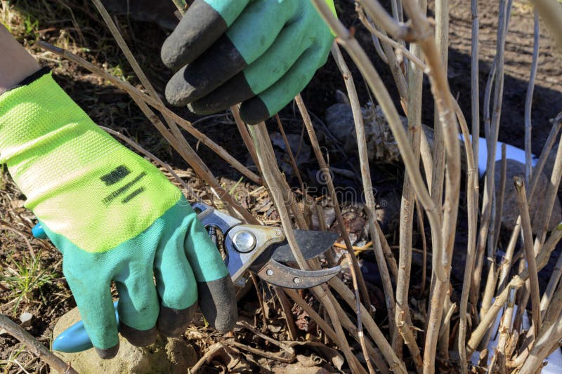 Pruning Hydrangea Paniculata with Garden Scissors. the Gardener Cares ...