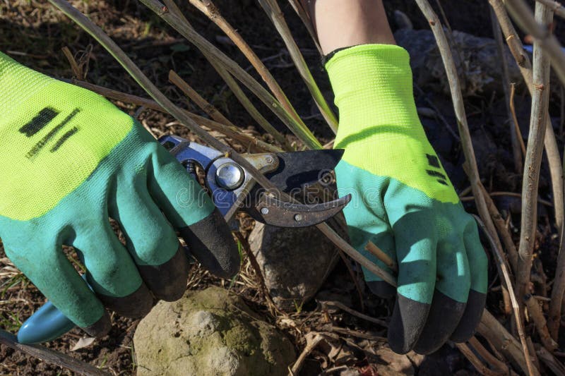 Pruning Hydrangea Bushes in Early Spring. Gardener Prunes Branches of ...
