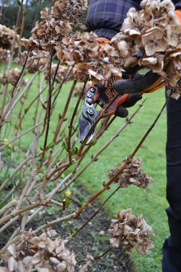 Pruning Hydrangea in the Garden Spring Maintenance Stock Image - Image ...