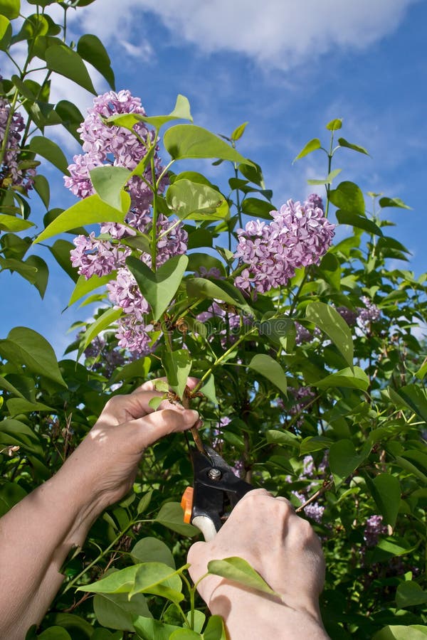 Pruning Lilac stock image. Image of hands, lilac, outdoor - 31209381