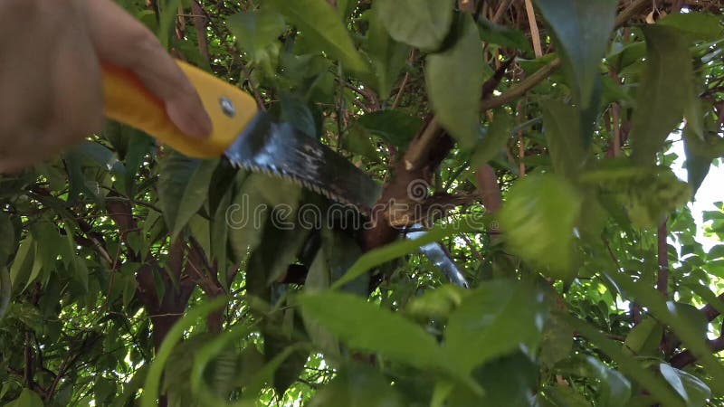 Pruning a mandarin tree stock video. Video of homemade - 248588599