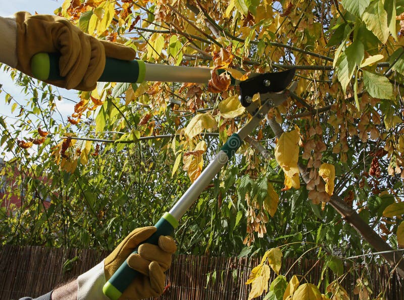 Pruning a Maple Tree with a Branch Cutter Stock Photo - Image of glove ...