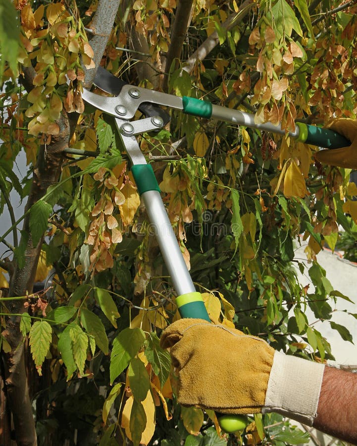 Pruning a Maple Tree with a Branch Cutter Stock Photo - Image of work ...