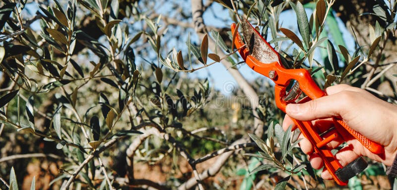 Pruning an Olive Tree, Panoramic Format Stock Image - Image of ...