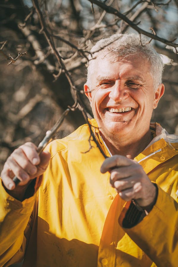 Pruning in the Orchard stock photo. Image of holding - 79374332