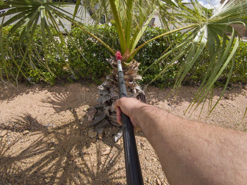 Pruning Palms Tree with Extendable Pole Handsaw Stock Photo - Image of ...