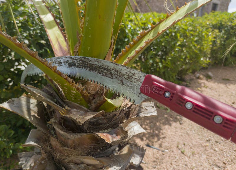 Pruning Palms Tree with Extendable Pole Handsaw Stock Image - Image of ...