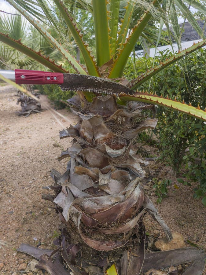 Pruning Palms Tree with Extendable Pole Handsaw Stock Image - Image of ...