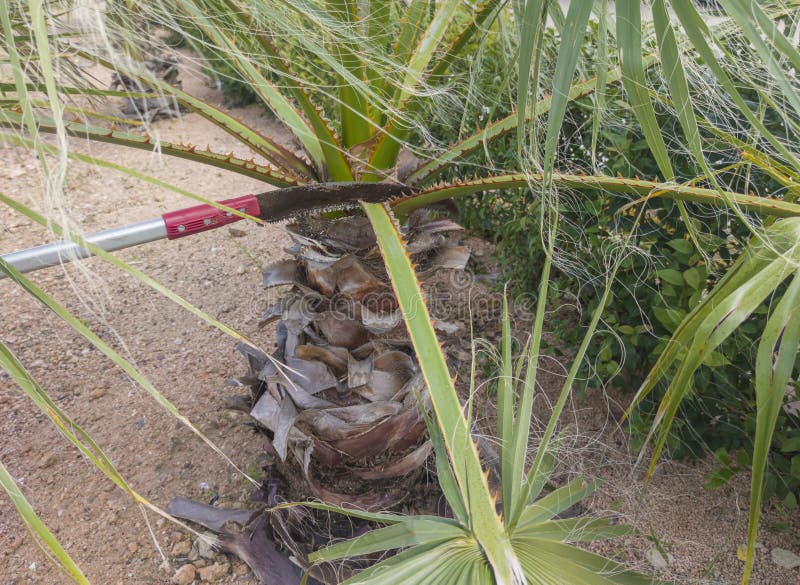 Pruning Palms Tree with Extendable Pole Handsaw Stock Photo - Image of ...