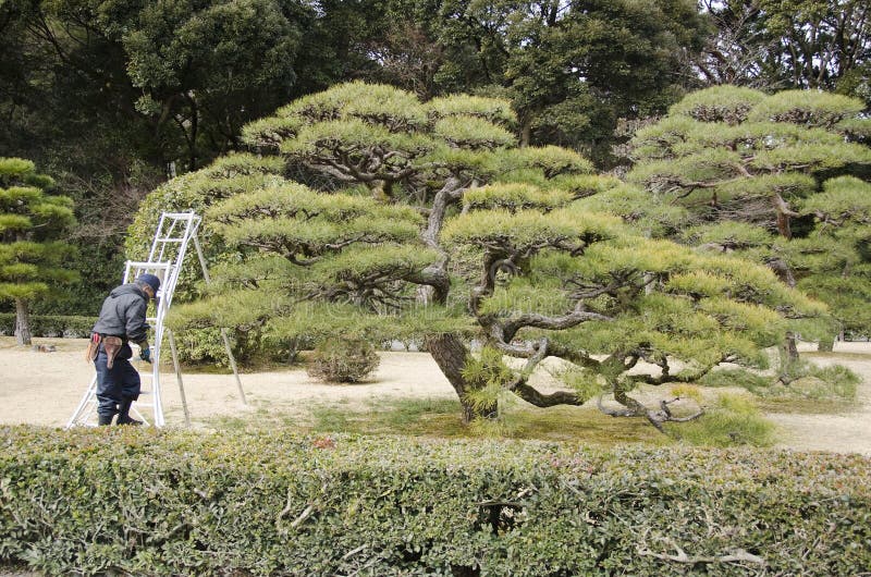 Pruning of Pine Trees in Japan Editorial Photography - Image of ...