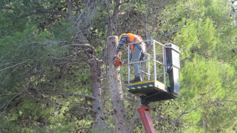 Pruning of pines stock image. Image of slice, maintenance - 101286165