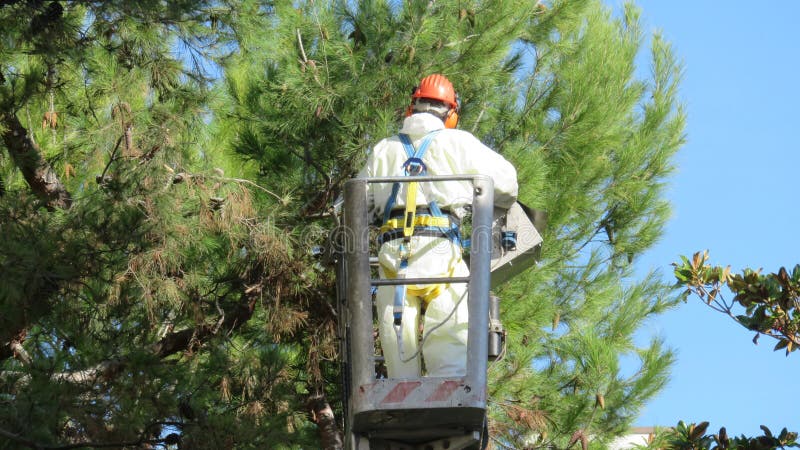 Pruning of pines stock photo. Image of pruning, cutting - 103552204