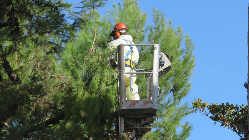 Pruning of pines stock image. Image of work, industry - 103552269