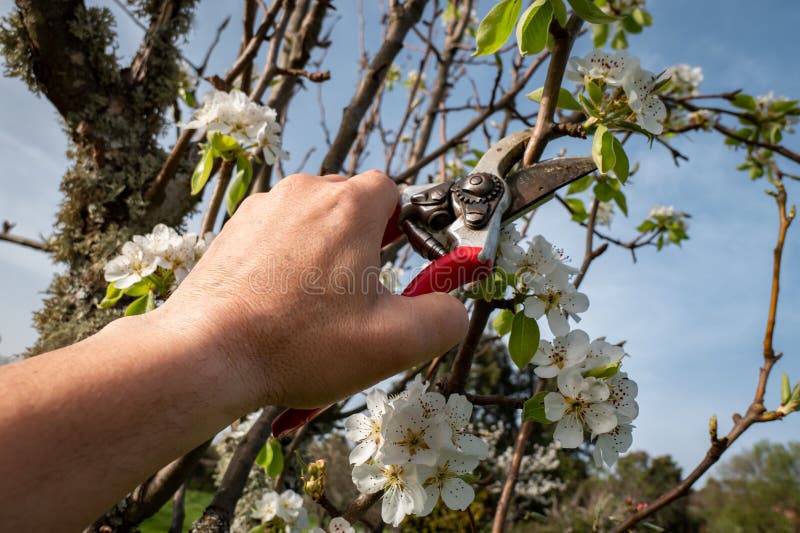 Specialized Pruning: Farmer Cares for Pear Tree in Bloom Stock Photo ...