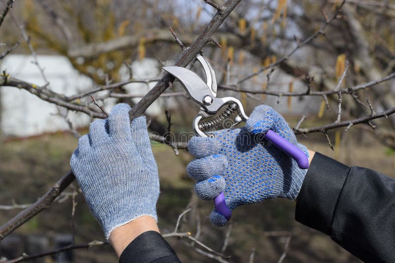 Pruning Prunus Pruning Shears. Trimming Tree with a Cutter. Spri Stock ...
