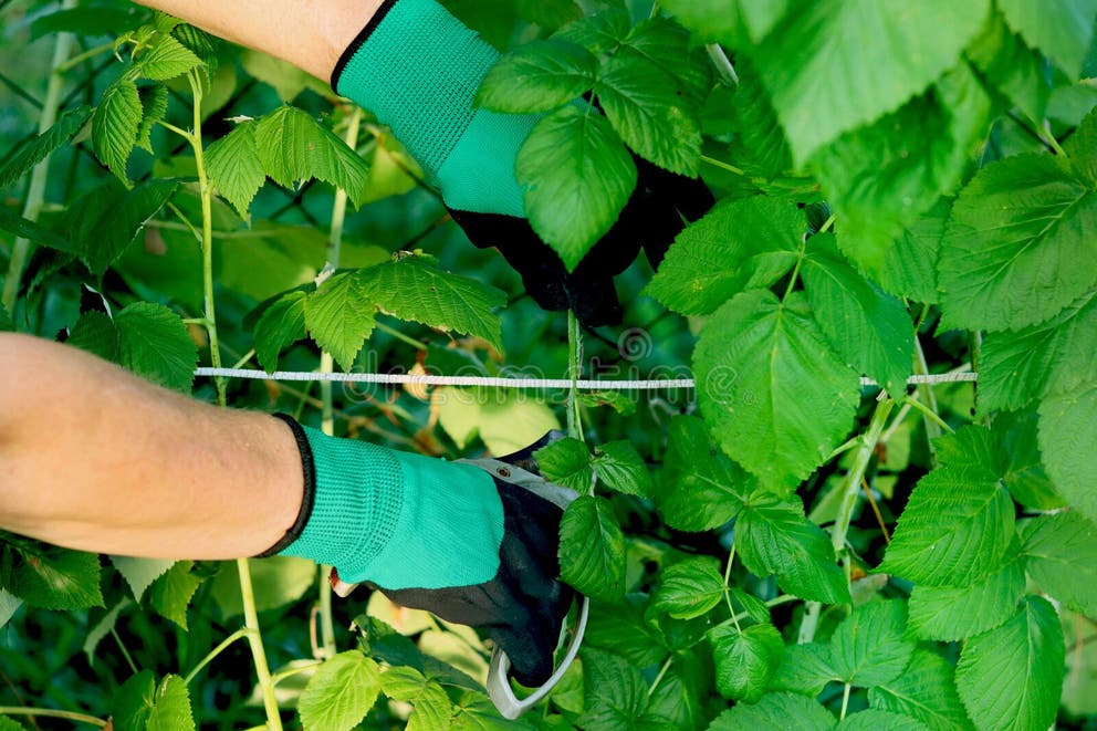 Pruning Raspberry Bushes. Autumn Work in the Garden. Gloved Hands ...